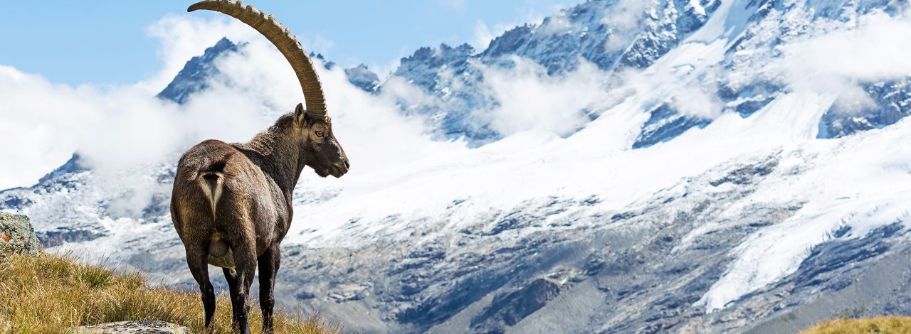 Sich ins Bockshorn jagen lassen – Woher kommt’s? | PONS